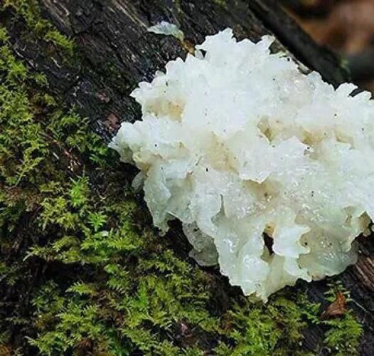 白木耳和银耳是一样的吗_白木耳与银耳的区别-第2张图片-山城妙识