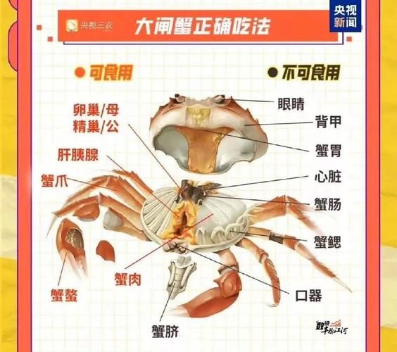 螃蟹哪些部位不能吃_吃螃蟹的禁忌部位-第1张图片-山城妙识
