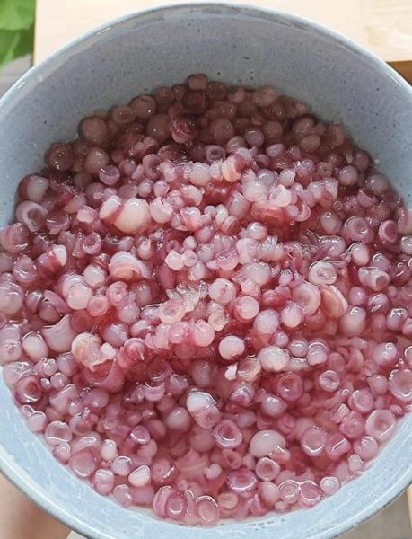 海灵菇是什么_海灵菇长在海底哪里-第1张图片-山城妙识