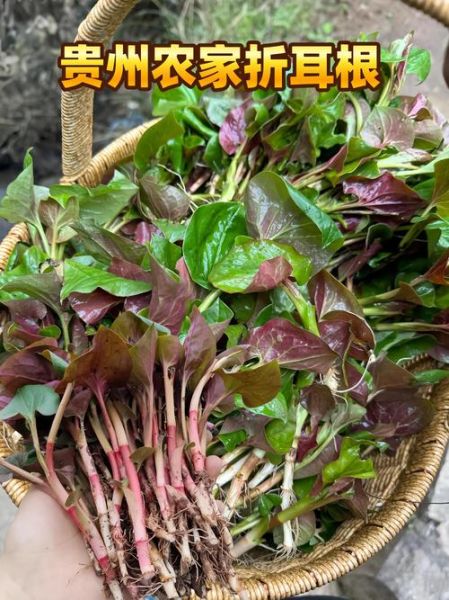 新鲜鱼腥草怎么吃消炎_鱼腥草消炎的正确吃法-第3张图片-山城妙识 新鲜鱼腥草怎么吃消炎_鱼腥草消炎的正确吃法-第3张图片-山城妙识