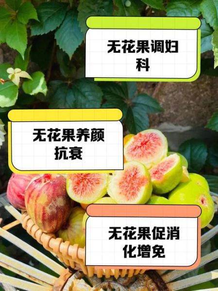 女人吃无花果的好处和坏处_每天吃多少合适-第2张图片-山城妙识