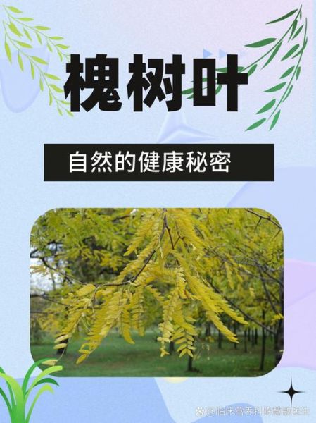 槐树叶的功效与作用_槐树叶怎么泡水喝-第2张图片-山城妙识