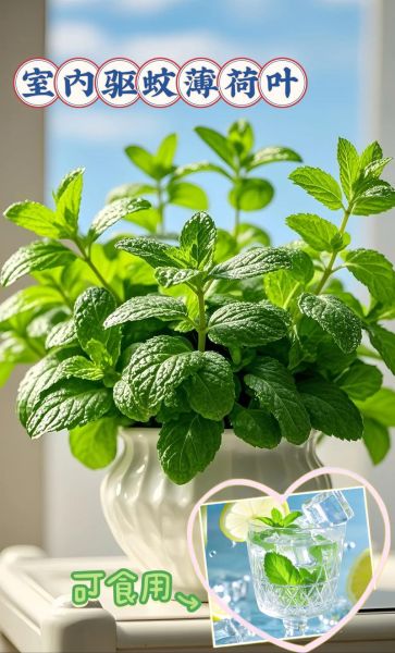 薄荷叶怎么吃减肥_薄荷叶减肥食谱-第1张图片-山城妙识 薄荷叶怎么吃减肥_薄荷叶减肥食谱-第1张图片-山城妙识