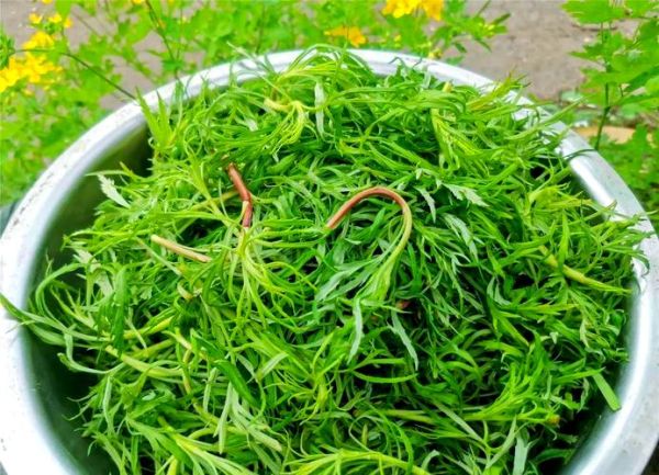 东北野菜图片大全_东北野菜有哪些-第1张图片-山城妙识