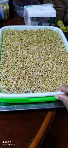 手工麦芽糖怎么做_麦芽糖制作常见问题-第2张图片-山城妙识