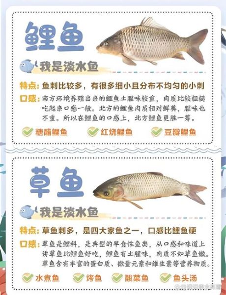 草鱼和鲤鱼哪个刺少_草鱼鲤鱼鱼刺对比-第1张图片-山城妙识 草鱼和鲤鱼哪个刺少_草鱼鲤鱼鱼刺对比-第1张图片-山城妙识