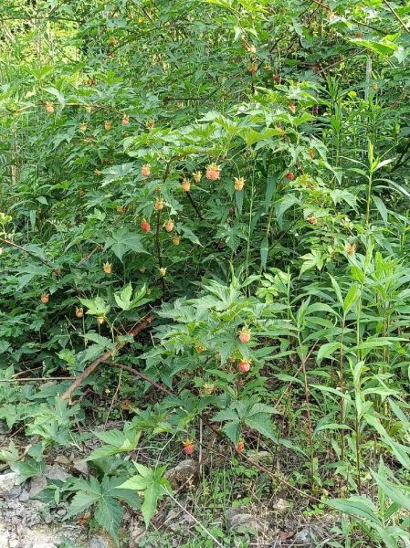 覆盆子种植技术_覆盆子发展前景怎么样-第1张图片-山城妙识 覆盆子种植技术_覆盆子发展前景怎么样-第1张图片-山城妙识