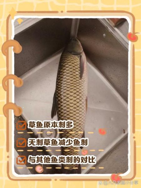 草鱼和鲤鱼哪个刺少_草鱼鲤鱼鱼刺对比-第3张图片-山城妙识 草鱼和鲤鱼哪个刺少_草鱼鲤鱼鱼刺对比-第3张图片-山城妙识