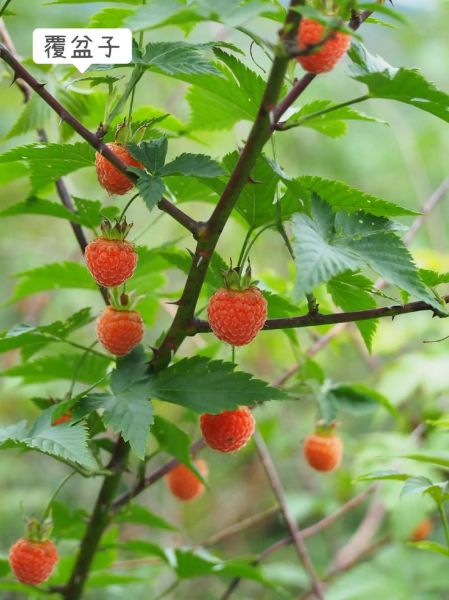 覆盆子种植技术_覆盆子发展前景怎么样-第3张图片-山城妙识 覆盆子种植技术_覆盆子发展前景怎么样-第3张图片-山城妙识