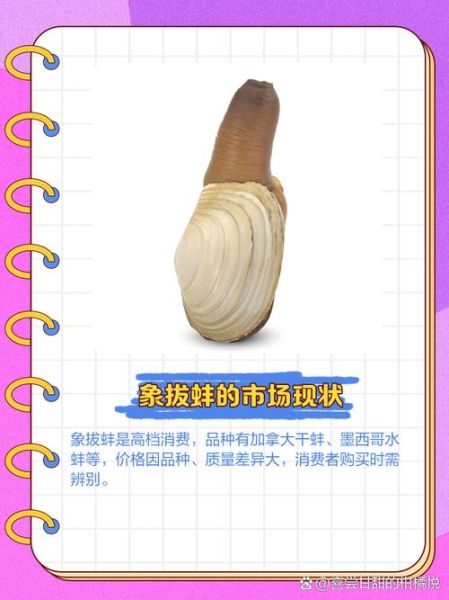 象拔蚌多少钱一斤2017_2017年象拔蚌价格走势-第3张图片-山城妙识 象拔蚌多少钱一斤2017_2017年象拔蚌价格走势-第3张图片-山城妙识