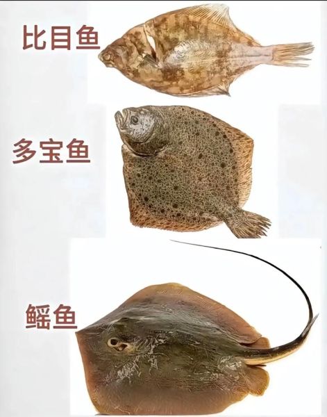 常见海鱼有哪些_45种海鱼大全及选购技巧-第3张图片-山城妙识