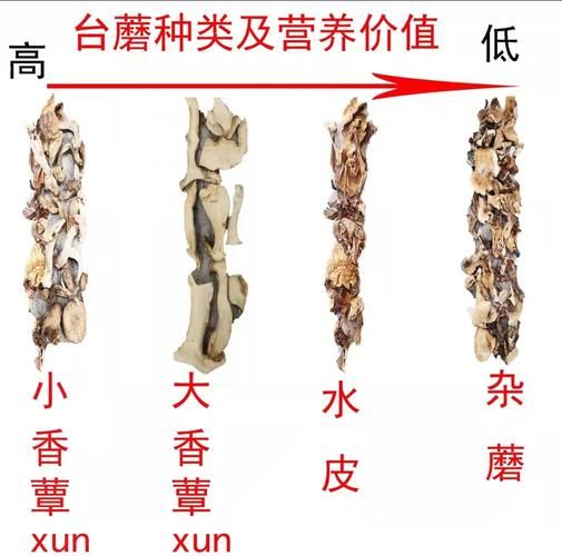 台蘑是什么_台蘑怎么做好吃-第1张图片-山城妙识