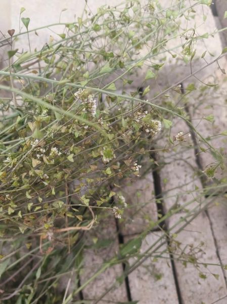 地菜花煮鸡蛋的做法_地菜花煮鸡蛋的功效-第2张图片-山城妙识