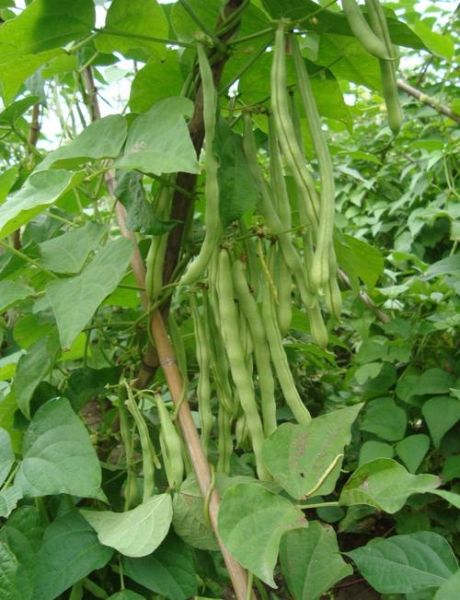 芸豆中毒怎么办_芸豆中毒后如何快速解毒-第1张图片-山城妙识 芸豆中毒怎么办_芸豆中毒后如何快速解毒-第1张图片-山城妙识