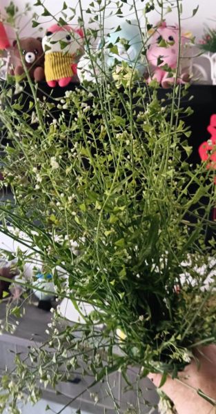 地菜花煮鸡蛋的做法_地菜花煮鸡蛋的功效-第3张图片-山城妙识