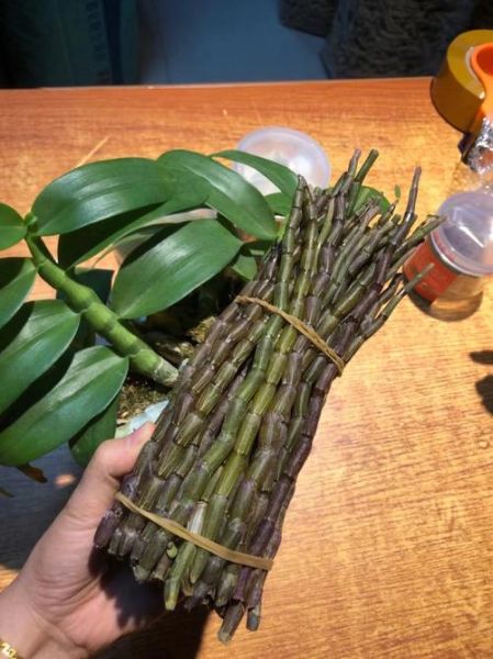 新鲜石斛怎么吃_石斛鲜条一天吃几根-第3张图片-山城妙识