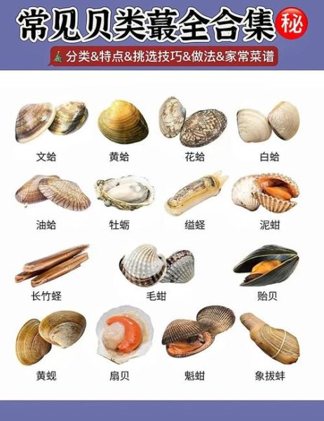 贝类品种大全_贝类有哪些常见种类-第1张图片-山城妙识