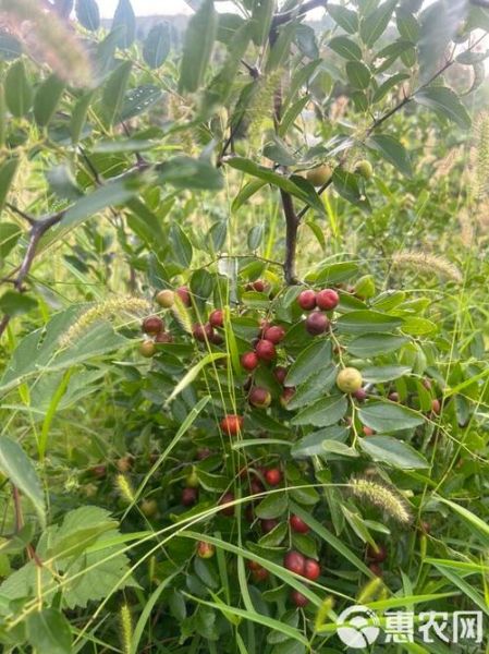 野生酸枣长什么样_野生酸枣图片怎么识别-第1张图片-山城妙识
