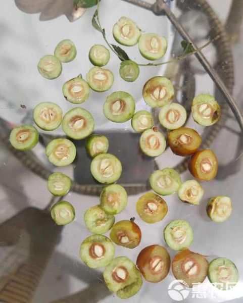 野生酸枣长什么样_野生酸枣图片怎么识别-第2张图片-山城妙识