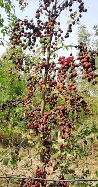 野生酸枣长什么样_野生酸枣图片怎么识别-第3张图片-山城妙识