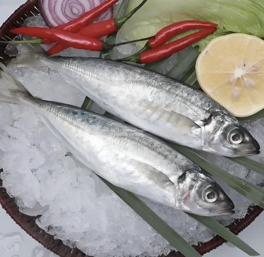 巴鱼是什么鱼_巴鱼图片怎么区分真假-第2张图片-山城妙识