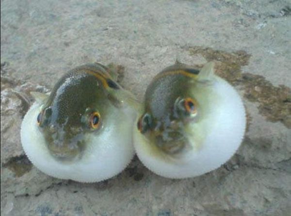 巴鱼是什么鱼_巴鱼图片怎么区分真假-第3张图片-山城妙识