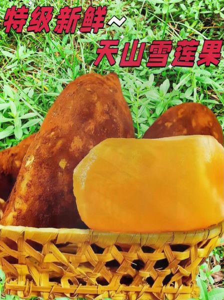 雪莲子哪里产的最好_正宗雪莲子产地是哪里-第1张图片-山城妙识 雪莲子哪里产的最好_正宗雪莲子产地是哪里-第1张图片-山城妙识