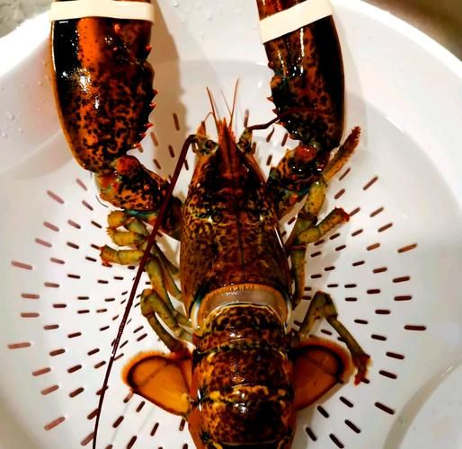 波士顿大龙虾怎么做好吃_波士顿龙虾清蒸还是水煮-第2张图片-山城妙识 波士顿大龙虾怎么做好吃_波士顿龙虾清蒸还是水煮-第2张图片-山城妙识