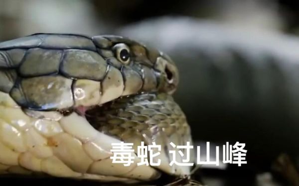 中国最大过山峰蛇有多大_过山峰蛇毒性有多强-第1张图片-山城妙识 中国最大过山峰蛇有多大_过山峰蛇毒性有多强-第1张图片-山城妙识