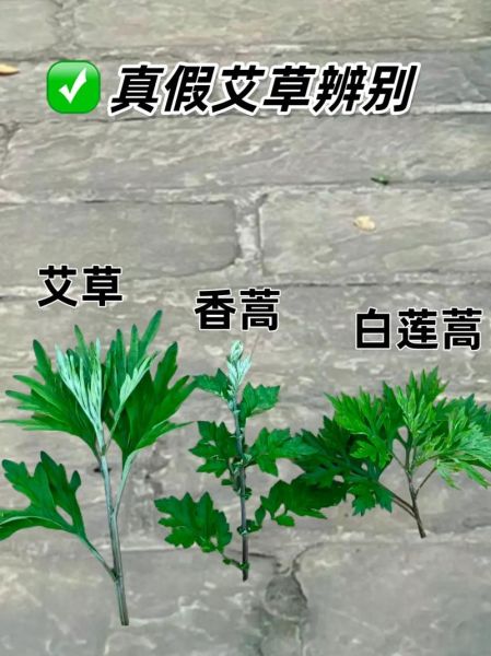 蒿草图片怎么识别_蒿草与艾草区别-第2张图片-山城妙识 蒿草图片怎么识别_蒿草与艾草区别-第2张图片-山城妙识
