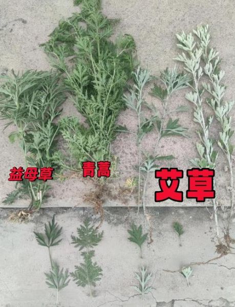蒿草图片怎么识别_蒿草与艾草区别-第1张图片-山城妙识 蒿草图片怎么识别_蒿草与艾草区别-第1张图片-山城妙识