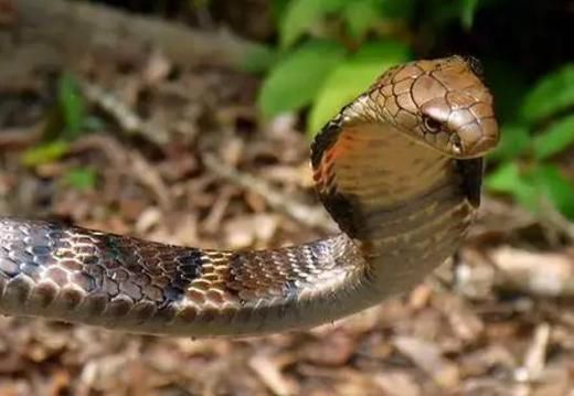 中国最大过山峰蛇有多大_过山峰蛇毒性有多强-第3张图片-山城妙识 中国最大过山峰蛇有多大_过山峰蛇毒性有多强-第3张图片-山城妙识