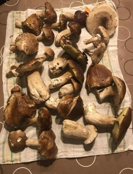 常见食用菌种类有哪些_如何挑选新鲜菇类-第2张图片-山城妙识 常见食用菌种类有哪些_如何挑选新鲜菇类-第2张图片-山城妙识