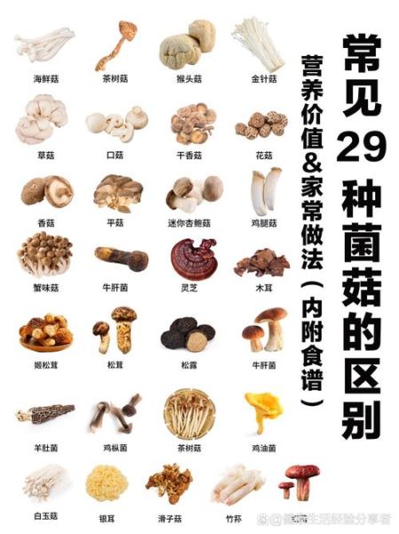 常见食用菌种类有哪些_如何挑选新鲜菇类-第1张图片-山城妙识 常见食用菌种类有哪些_如何挑选新鲜菇类-第1张图片-山城妙识