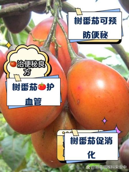 树番茄的功效与作用_树番茄怎么吃最营养-第1张图片-山城妙识 树番茄的功效与作用_树番茄怎么吃最营养-第1张图片-山城妙识