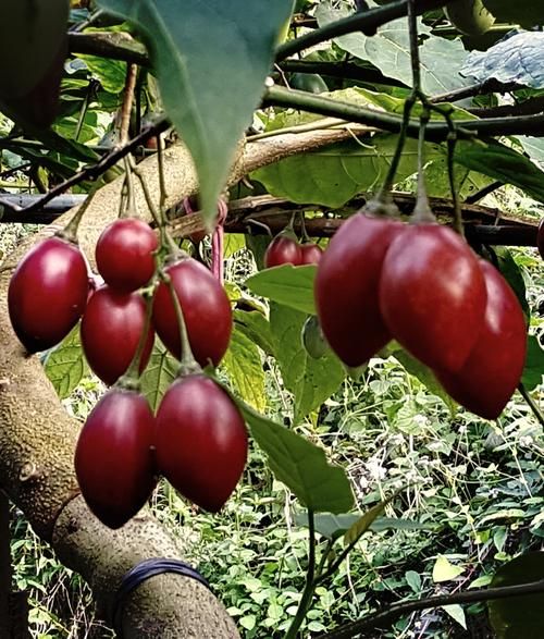 树番茄的功效与作用_树番茄怎么吃最营养-第2张图片-山城妙识 树番茄的功效与作用_树番茄怎么吃最营养-第2张图片-山城妙识