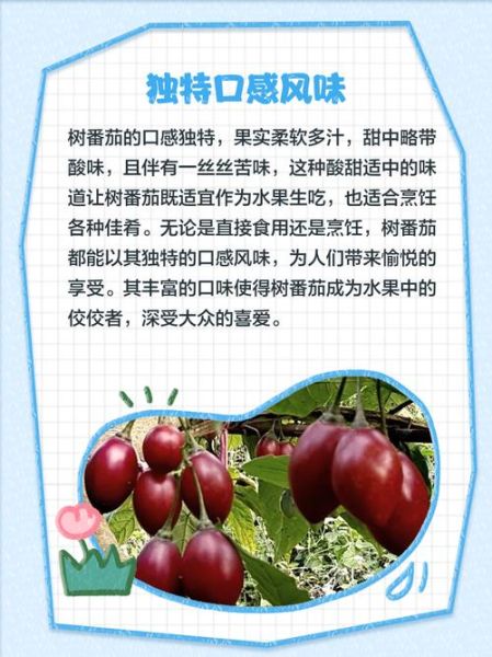 树番茄的功效与作用_树番茄怎么吃最营养-第3张图片-山城妙识 树番茄的功效与作用_树番茄怎么吃最营养-第3张图片-山城妙识