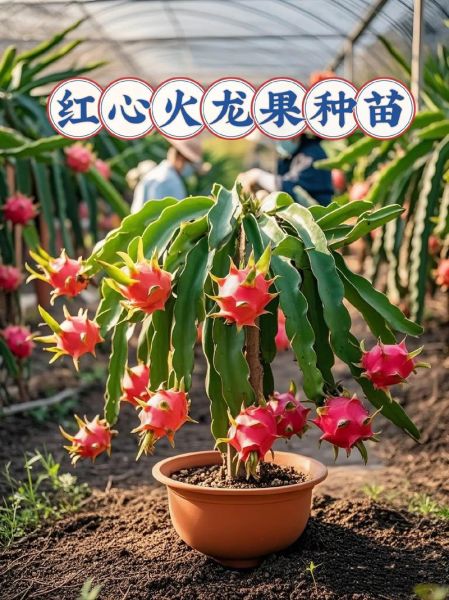 火龙果适合什么气候_火龙果种植土壤要求-第1张图片-山城妙识