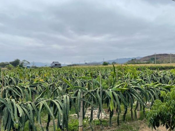 火龙果适合什么气候_火龙果种植土壤要求-第2张图片-山城妙识