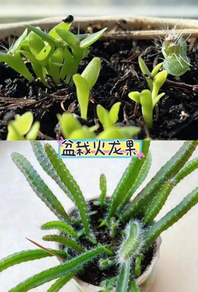 火龙果适合什么气候_火龙果种植土壤要求-第3张图片-山城妙识