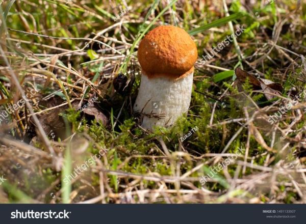 how_to_make_snow_fungus_sweet_soup_what_is_snow_fungus-第1张图片-山城妙识