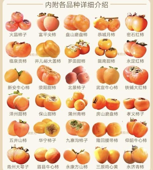 脆柿子几月份成熟_脆柿子成熟时间-第3张图片-山城妙识