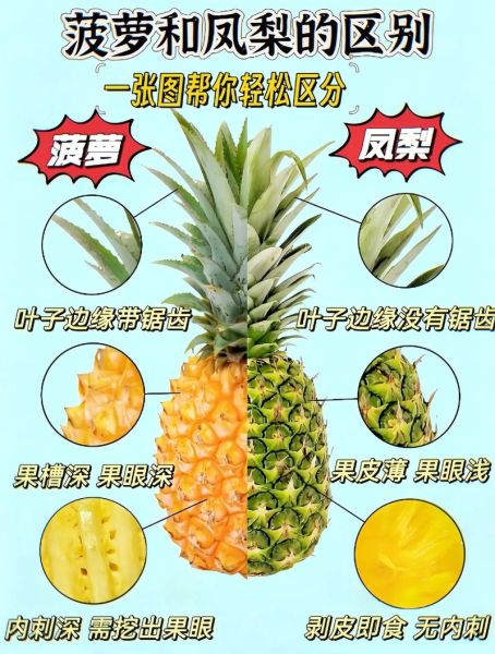 凤梨和菠萝的区别_凤梨怎么吃才甜-第3张图片-山城妙识 凤梨和菠萝的区别_凤梨怎么吃才甜-第3张图片-山城妙识