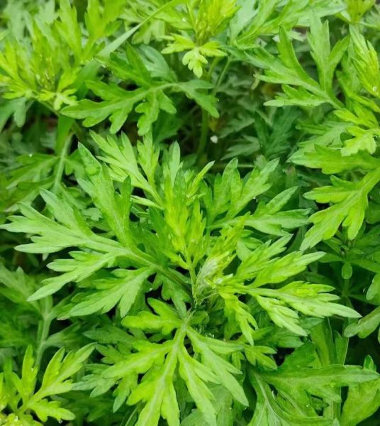 艾叶图片大全大图_艾叶长什么样-第1张图片-山城妙识 艾叶图片大全大图_艾叶长什么样-第1张图片-山城妙识