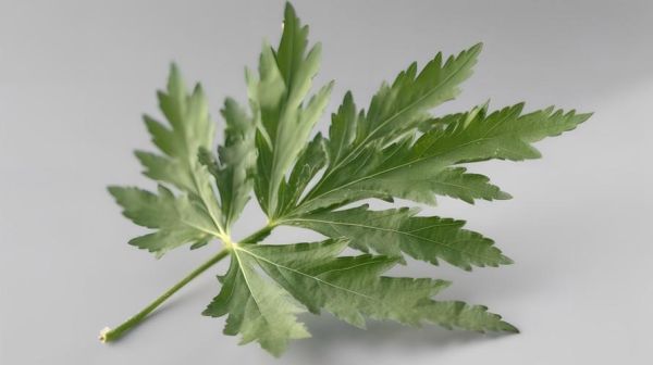 艾叶图片大全大图_艾叶长什么样-第2张图片-山城妙识 艾叶图片大全大图_艾叶长什么样-第2张图片-山城妙识