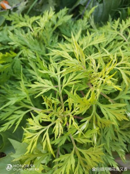 艾叶图片大全大图_艾叶长什么样-第3张图片-山城妙识 艾叶图片大全大图_艾叶长什么样-第3张图片-山城妙识