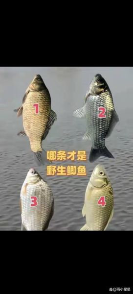 真正野生鲫鱼图片_如何分辨野生鲫鱼-第1张图片-山城妙识