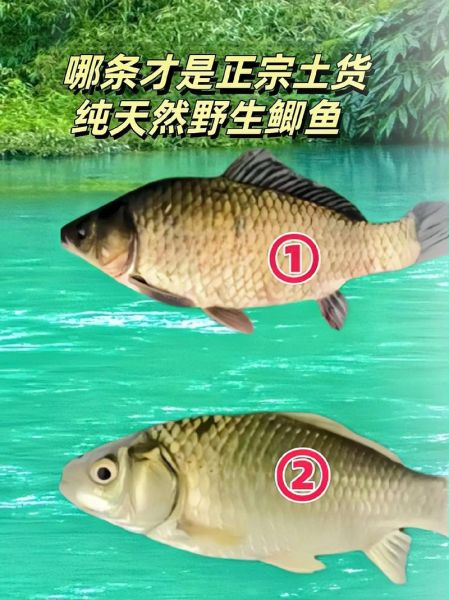 真正野生鲫鱼图片_如何分辨野生鲫鱼-第3张图片-山城妙识