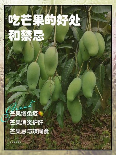 睡前吃芒果好吗_晚上吃芒果会胖吗-第1张图片-山城妙识