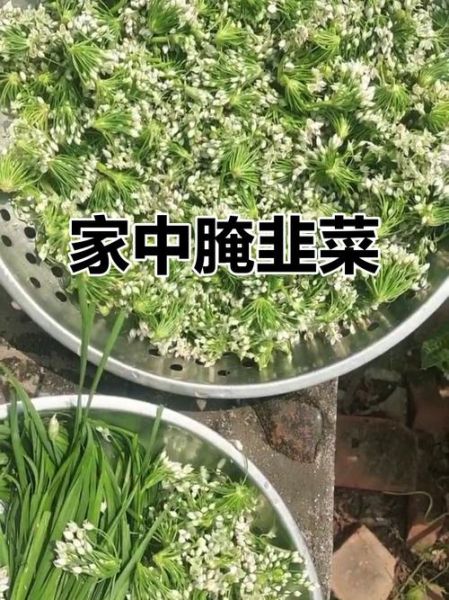 怎样腌韭菜花好吃又不坏_韭菜花腌制窍门-第3张图片-山城妙识